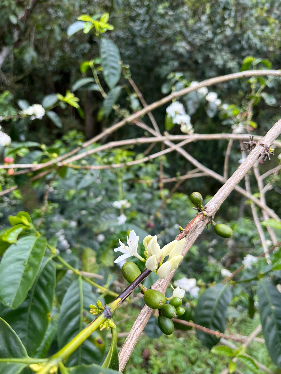 Alchemist Coffee Lab